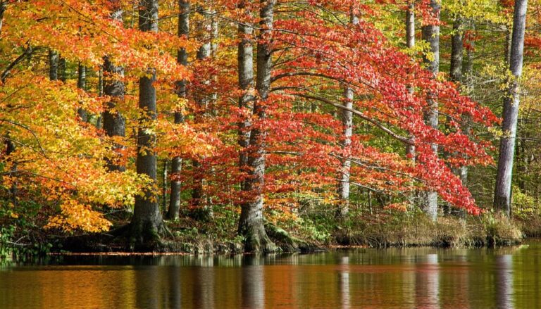 Majestic Fall Foliage in the Poconos